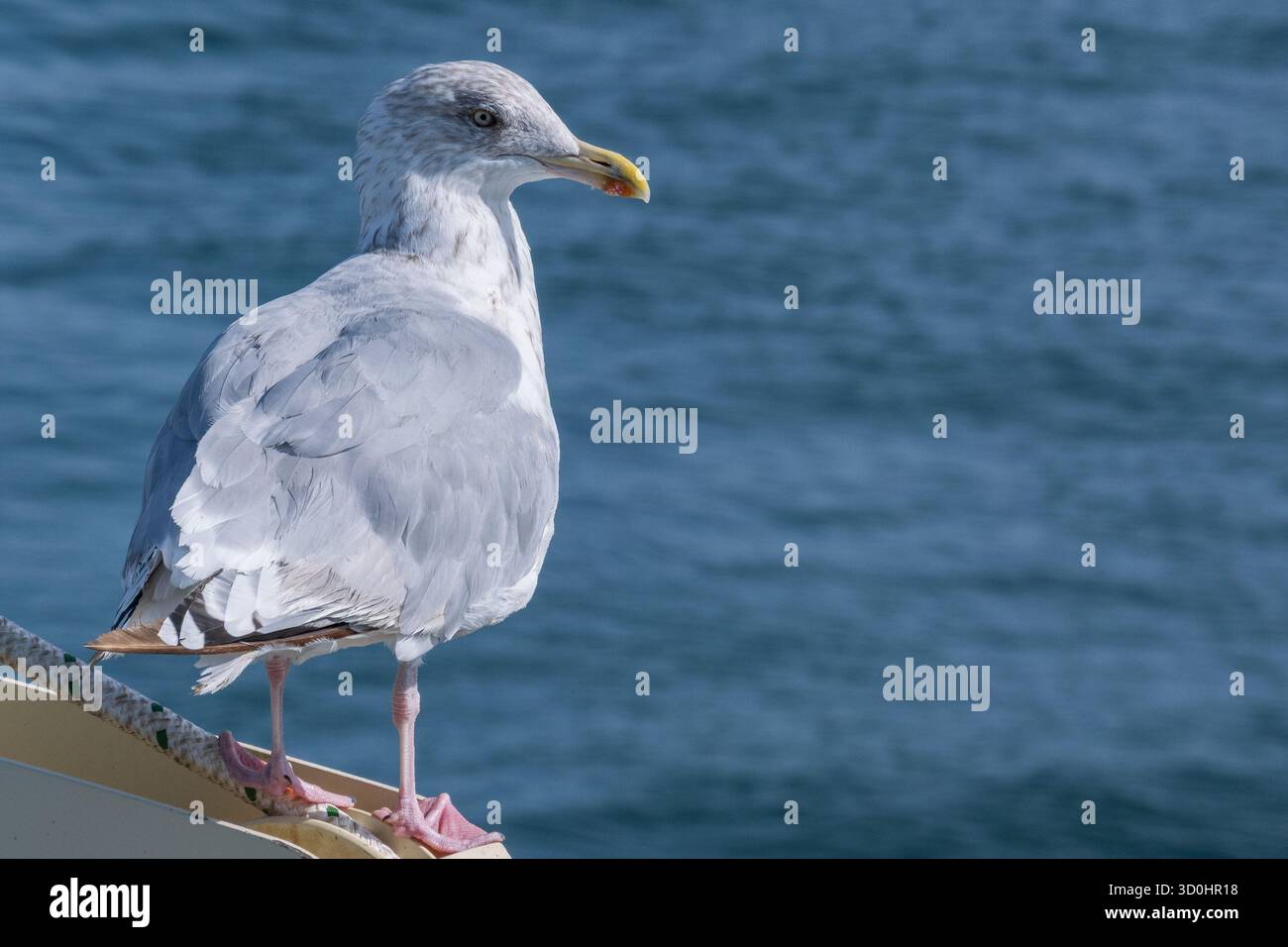 Beautiful seagull captured in hi-res stock photography and images - Alamy