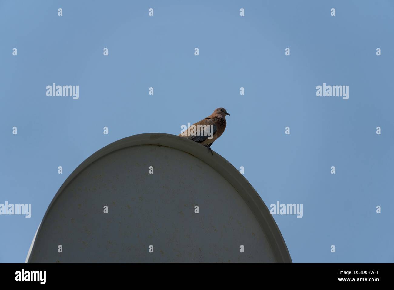 Pigeon sitting on a roof and looking down Stock Photo - Alamy