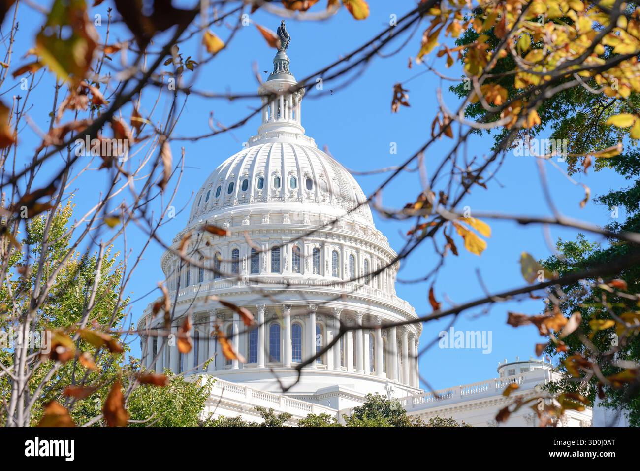 The Statue of Freedom atop the U.S. Capitol is seen between autumn tree ...