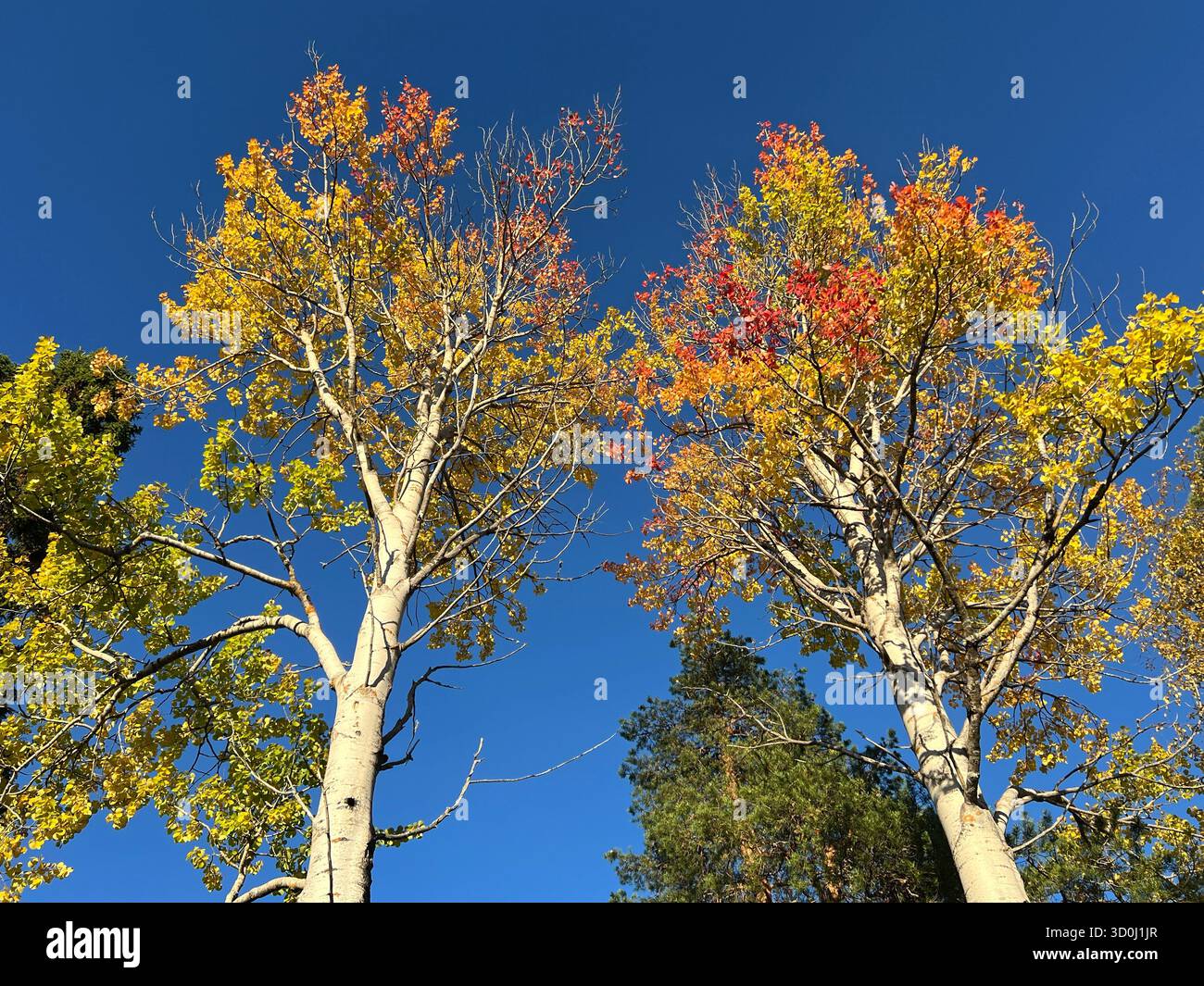 Aspen fall tree smartphone stock photos and images - Alamy