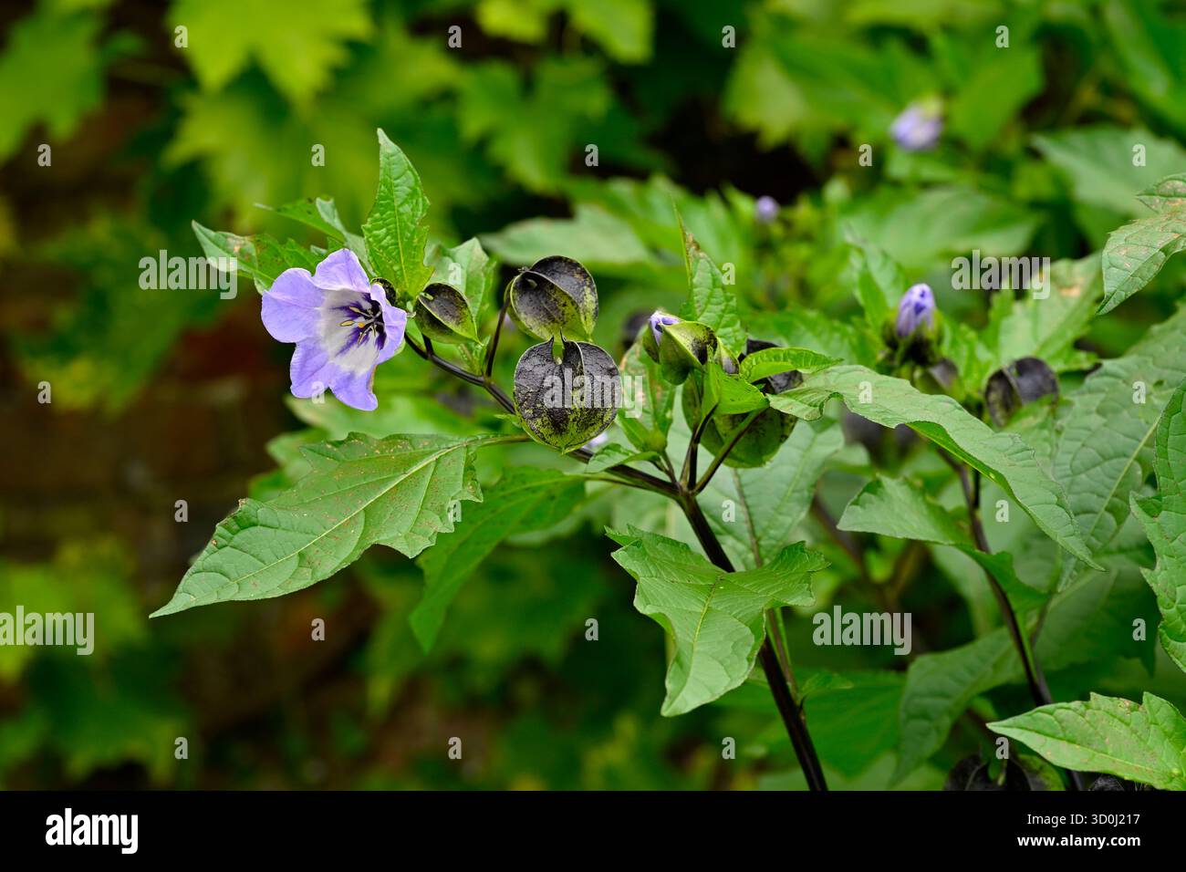 Blue, summer and autumn flowered annual Nicandra Physalodes, Shoo Fly ...