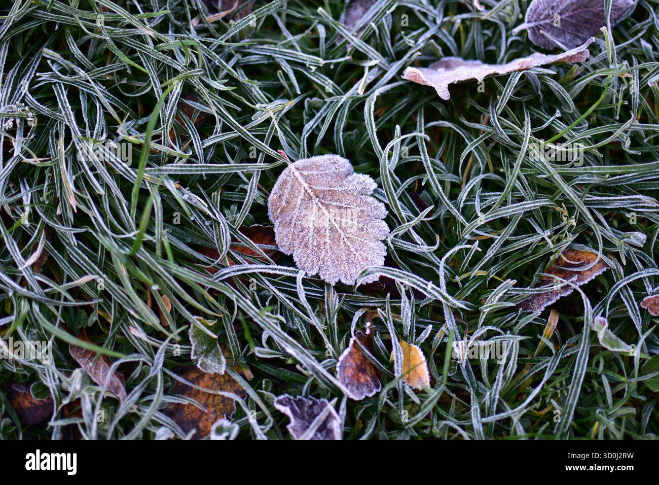Single frosted leaf resting on icy grass blades during cold autumn ...