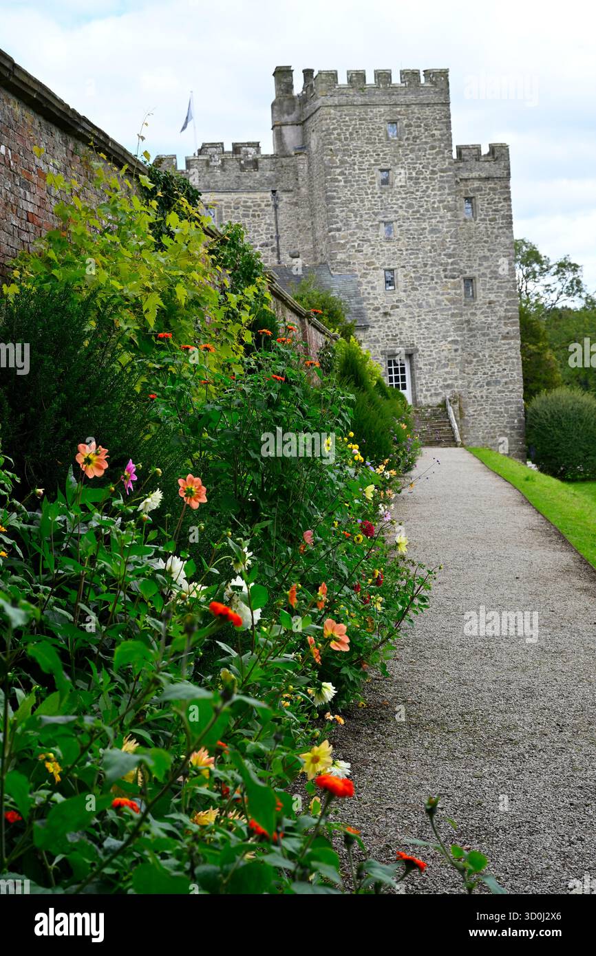Flower border with dahlias beside brick wall leading to Sizergh ...
