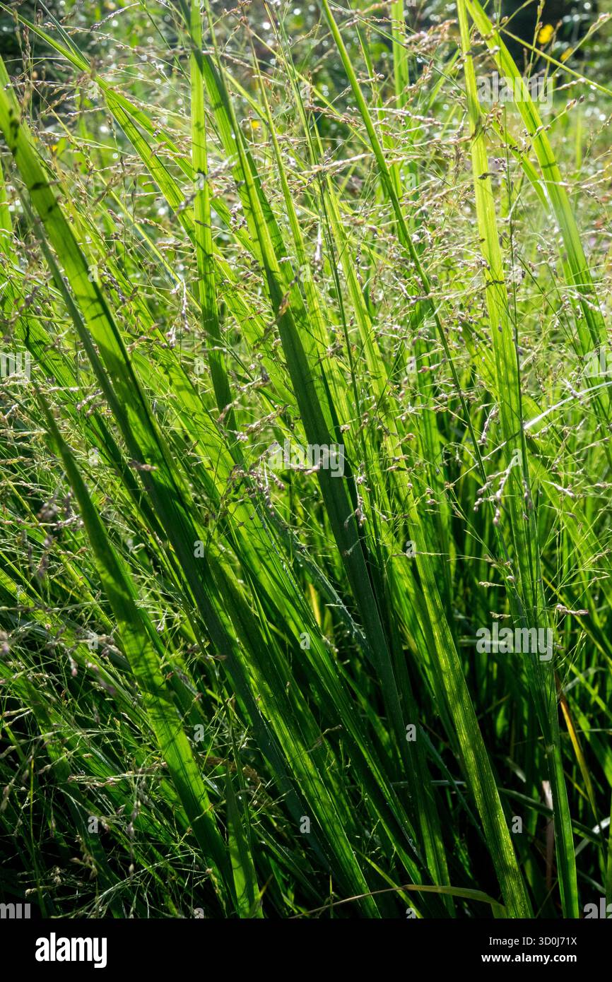 Panicum virgatum northwind switchgrass hi-res stock photography and ...