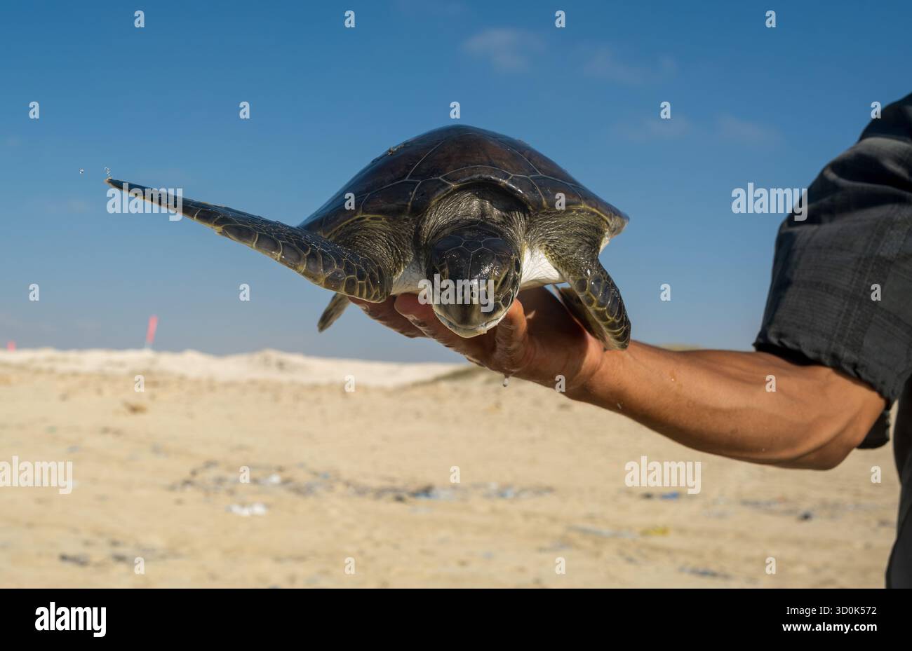 A fisherman shows off a captured Green Sea Turtle (Chelonia mydas) in ...
