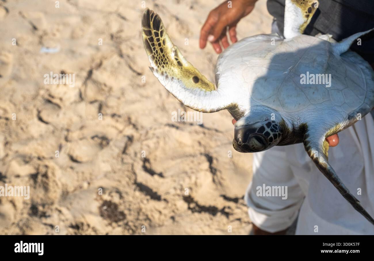 A fisherman shows off a captured Green Sea Turtle (Chelonia mydas) in ...