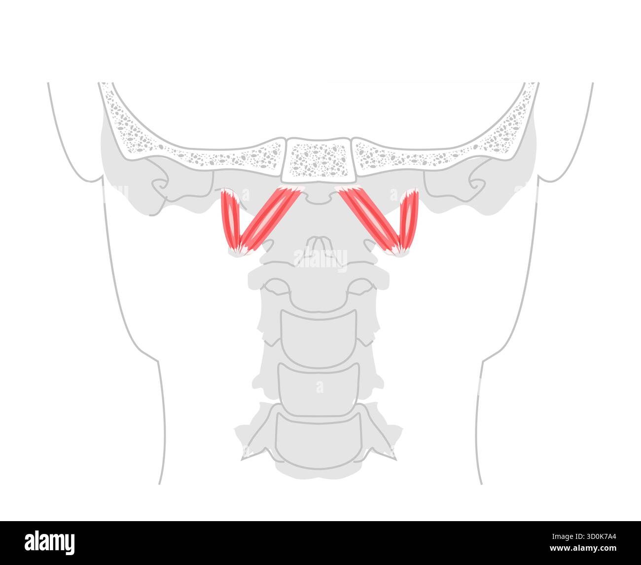Longus capitis muscle in human hi-res stock photography and images - Alamy