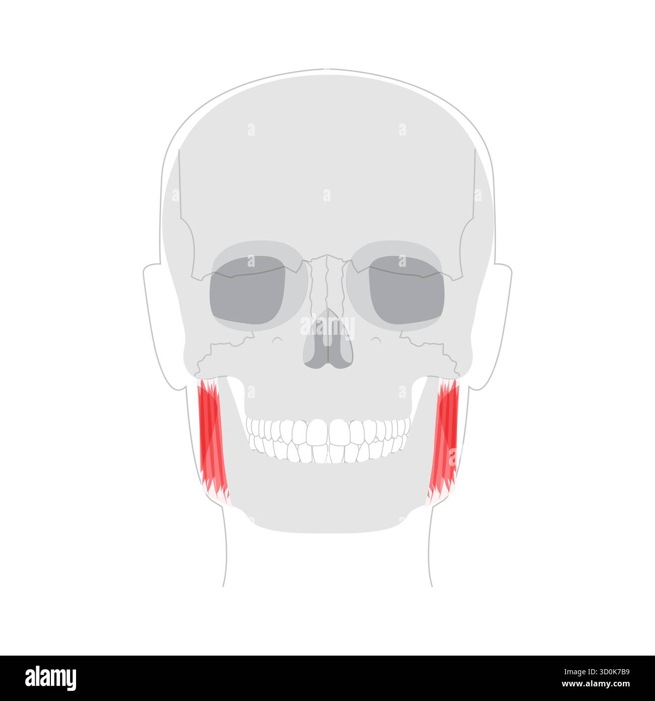 Masseter - Human chewing muscle shown in diagram responsible for ...