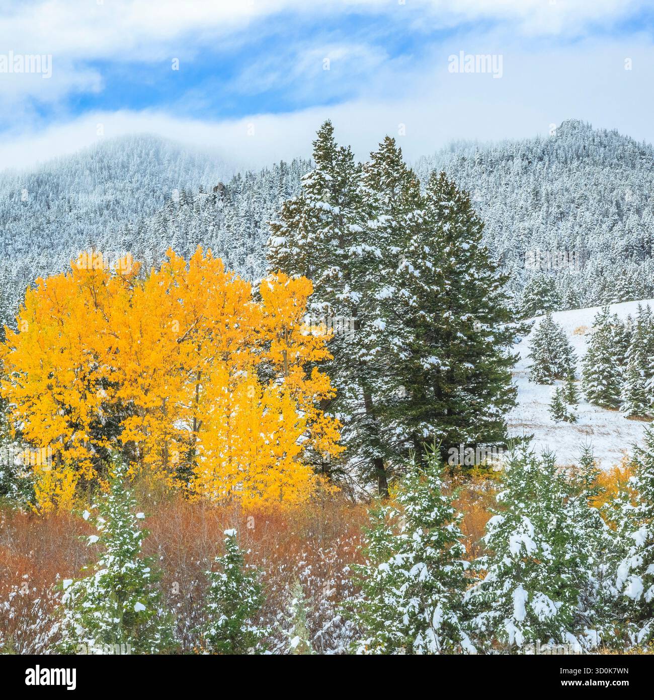 autumn snow in the foothills of helena national forest near austin ...