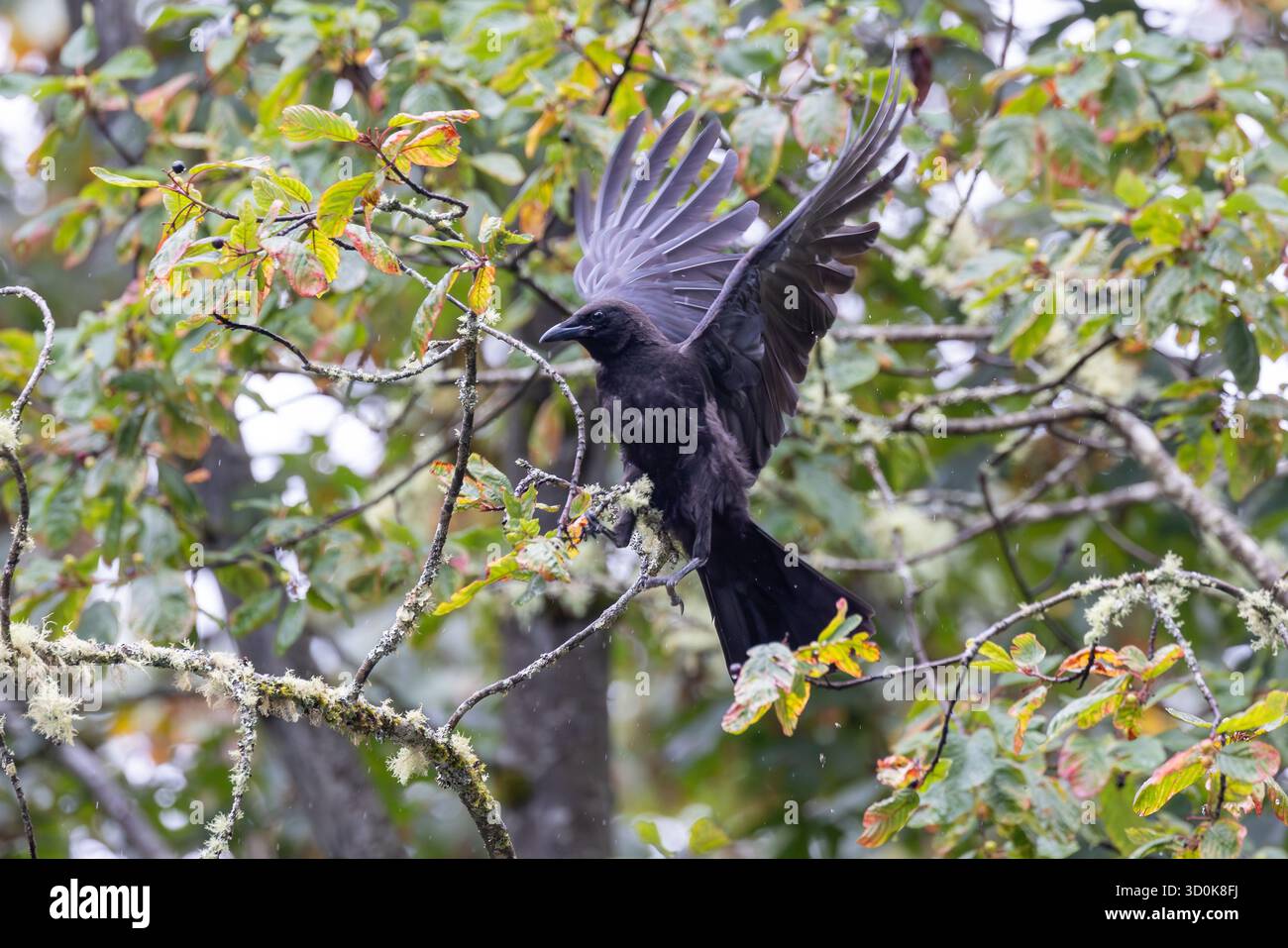 Crow branch flapping hi-res stock photography and images - Alamy