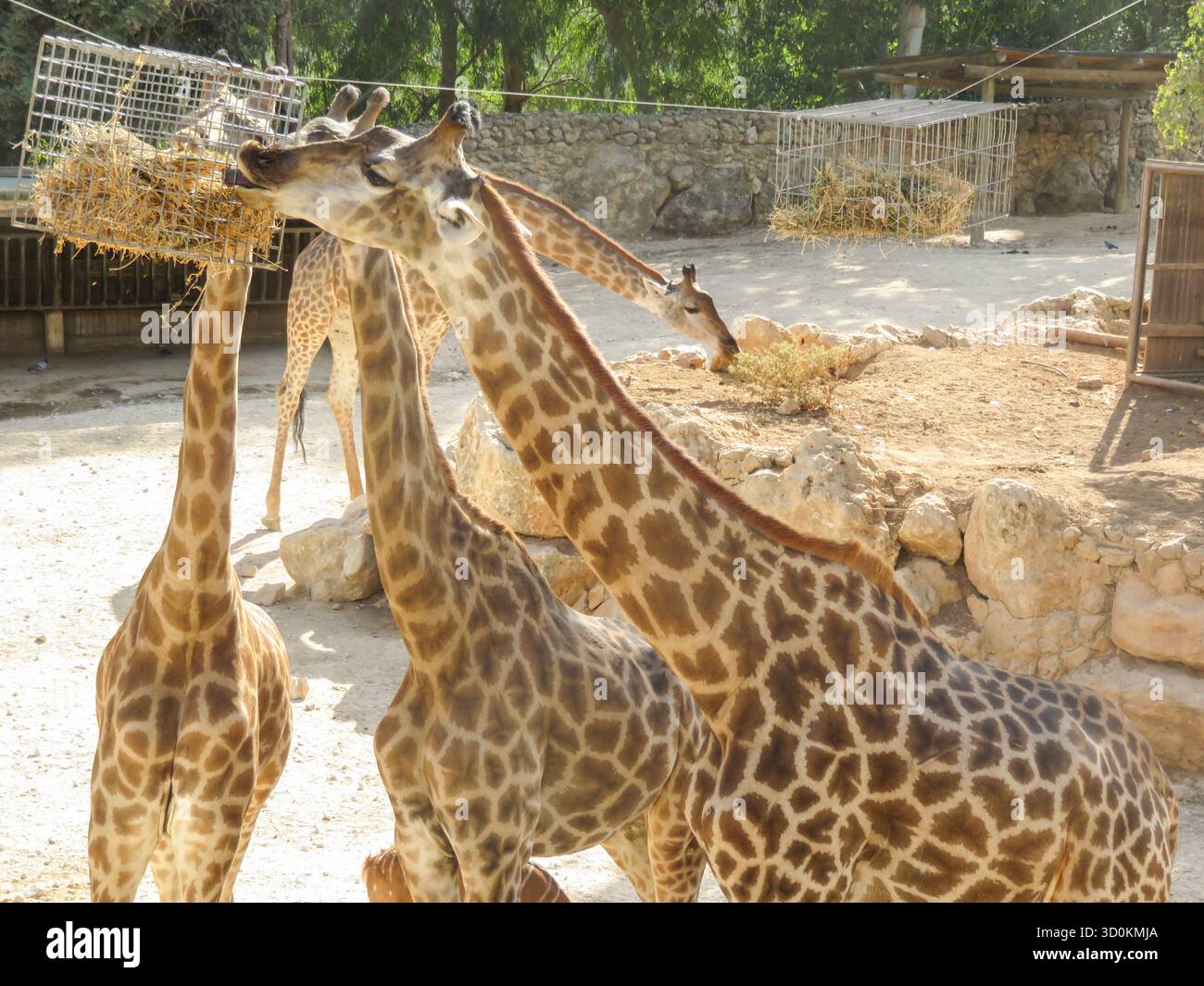 Three giraffes stretch their long necks to reach hay in a zoo. The ...