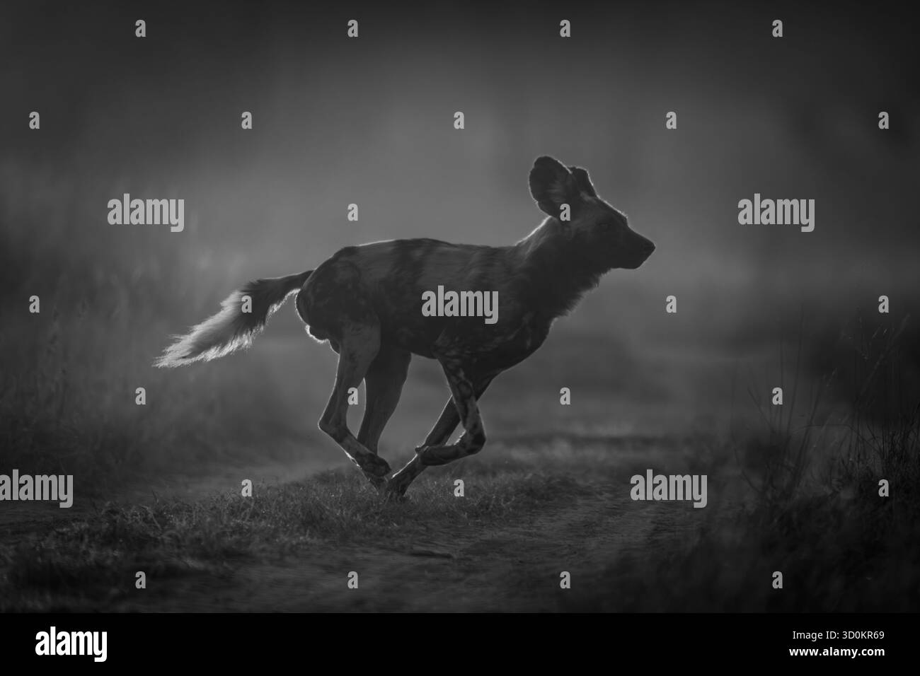 Dog brown black coat Black and White Stock Photos & Images - Alamy