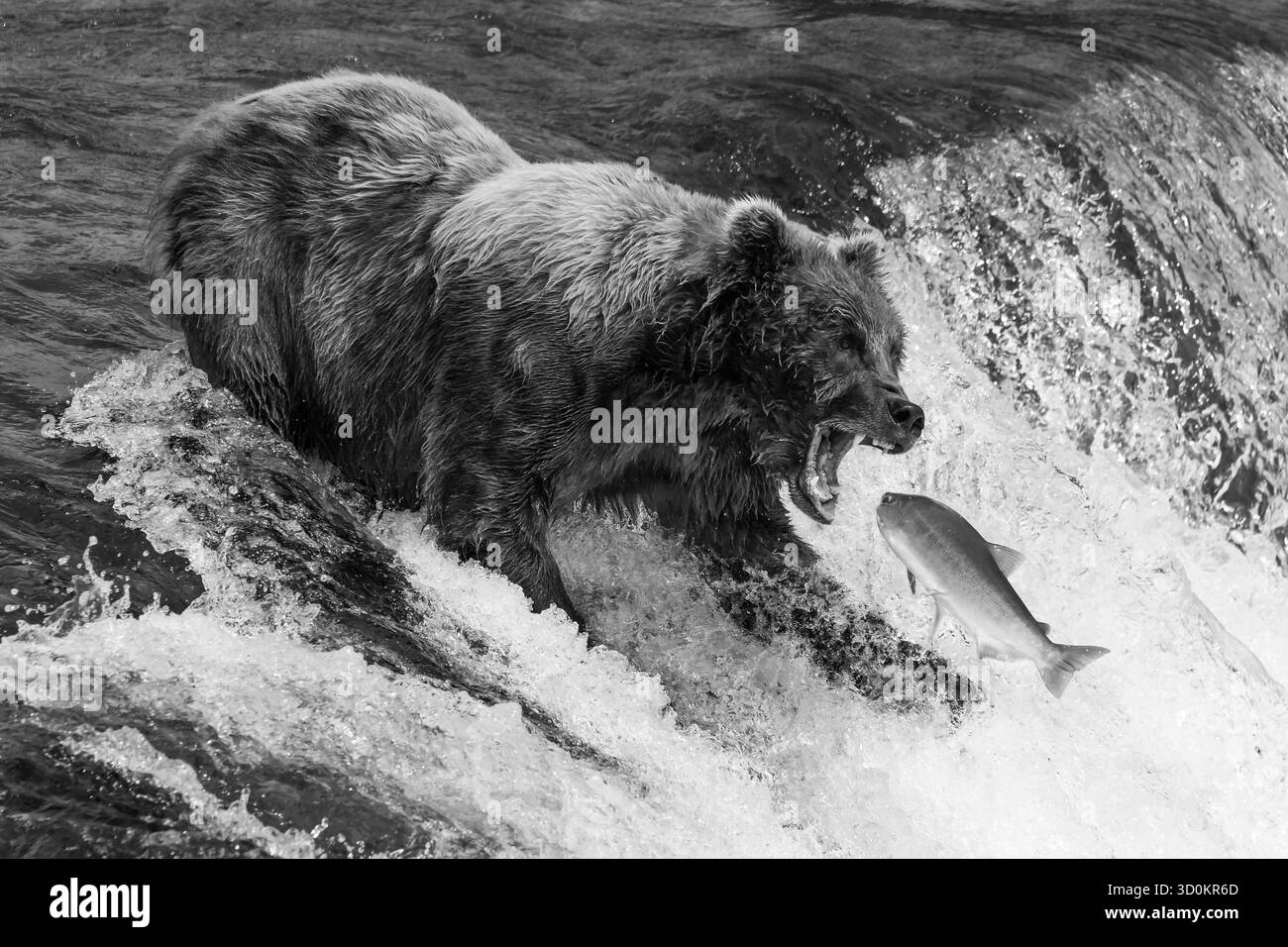 Bear with fish in mouth Black and White Stock Photos & Images - Alamy