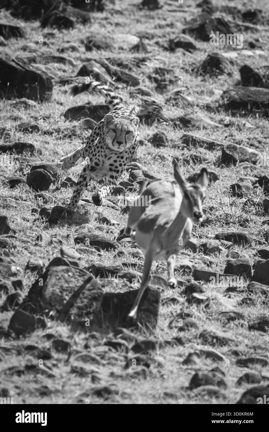 Has thrown Black and White Stock Photos & Images - Alamy