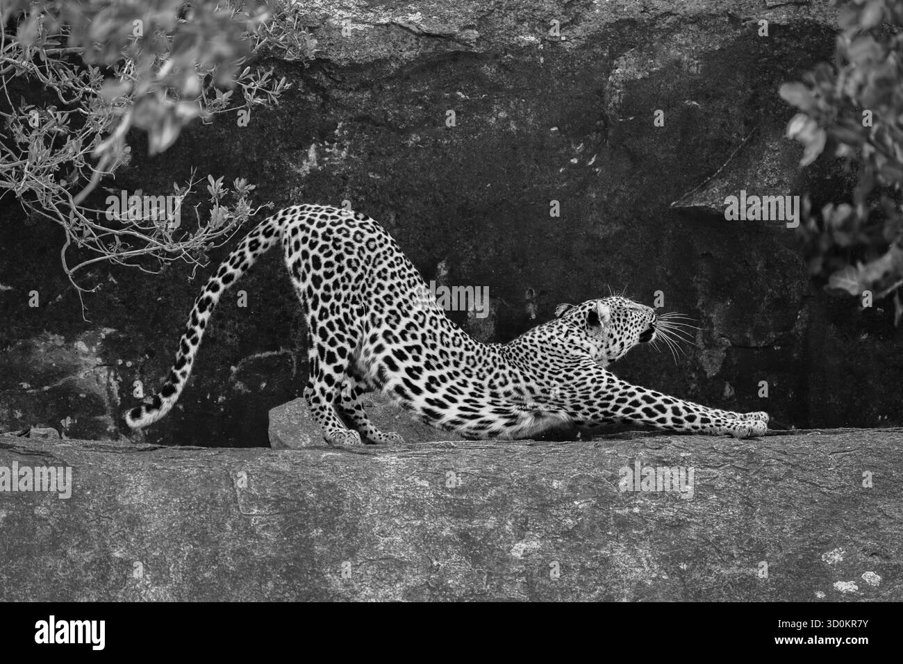 Black cat on ledge Black and White Stock Photos & Images - Alamy