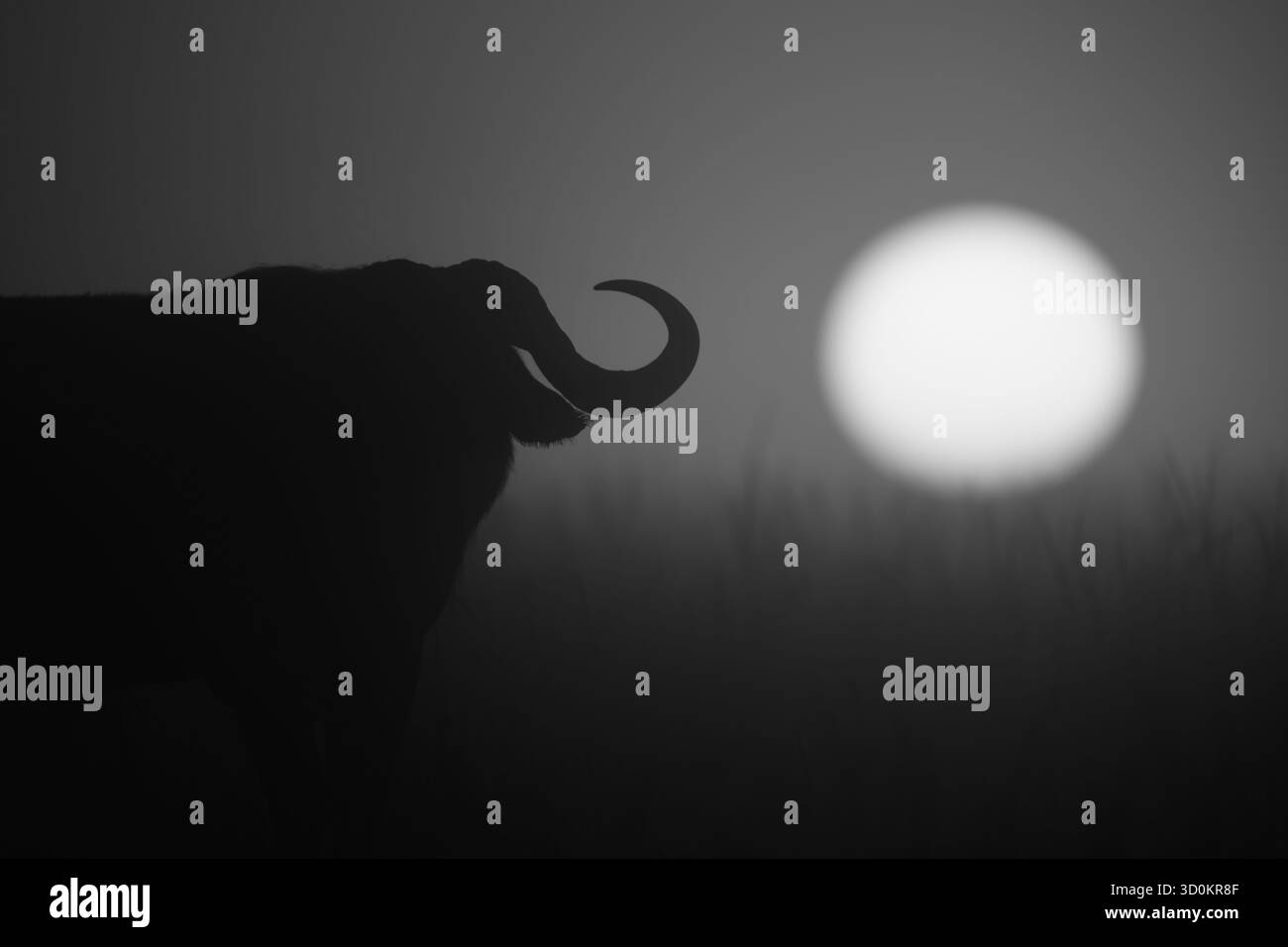 A backlit Cape buffalo stands facing the camera at dawn. Its body is in ...