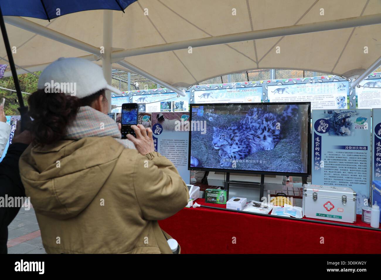 2025 qinghai province international snow leopard day hi-res stock ...