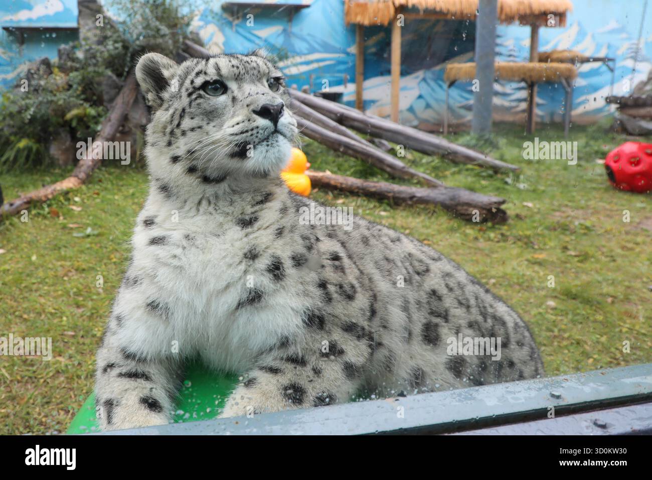 2025 qinghai province international snow leopard day hi-res stock ...