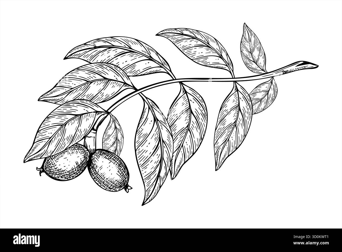 Leaves pods Black and White Stock Photos & Images - Alamy