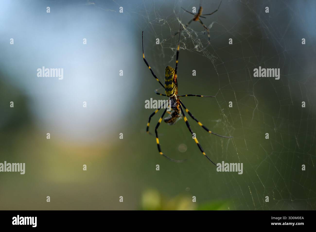Close-up of a colorful Joro spider (Trichonephila clavata) sitting on ...