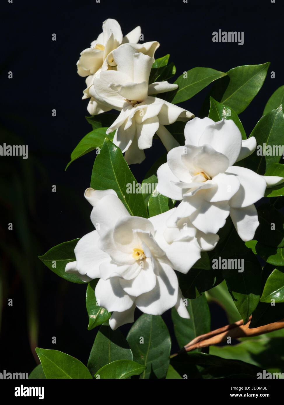 Strongly scented white flowers hi-res stock photography and images - Alamy