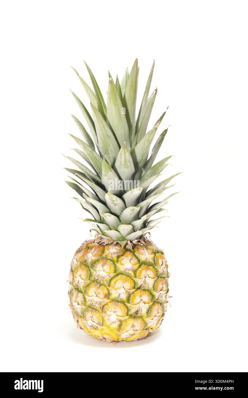 One pineapple fruit on white background, Germany Stock Photo - Alamy