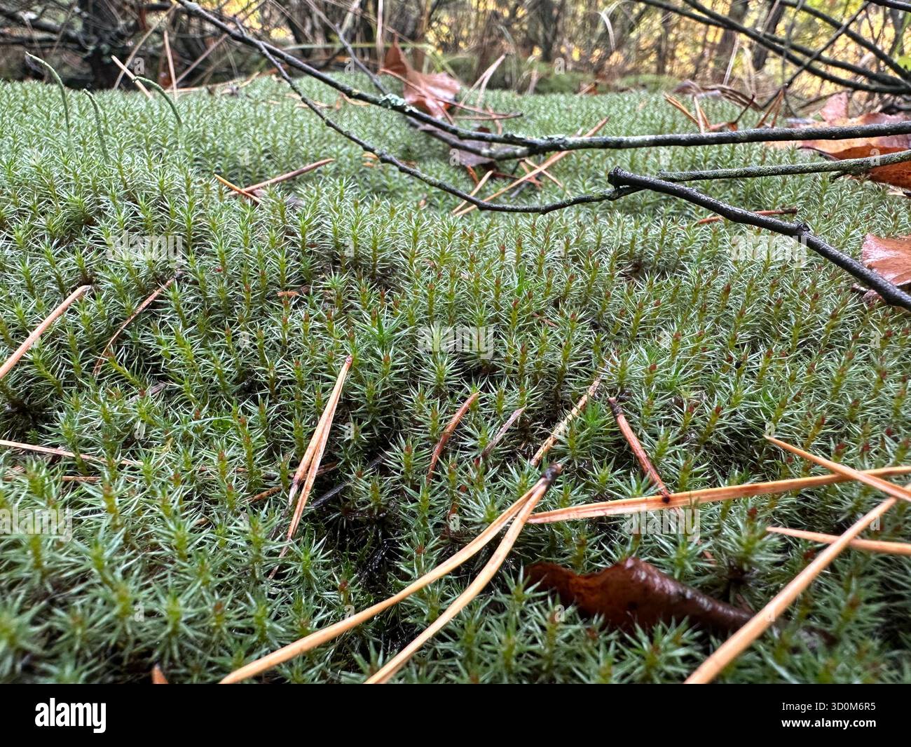 Greenerycarpet hi-res stock photography and images - Alamy