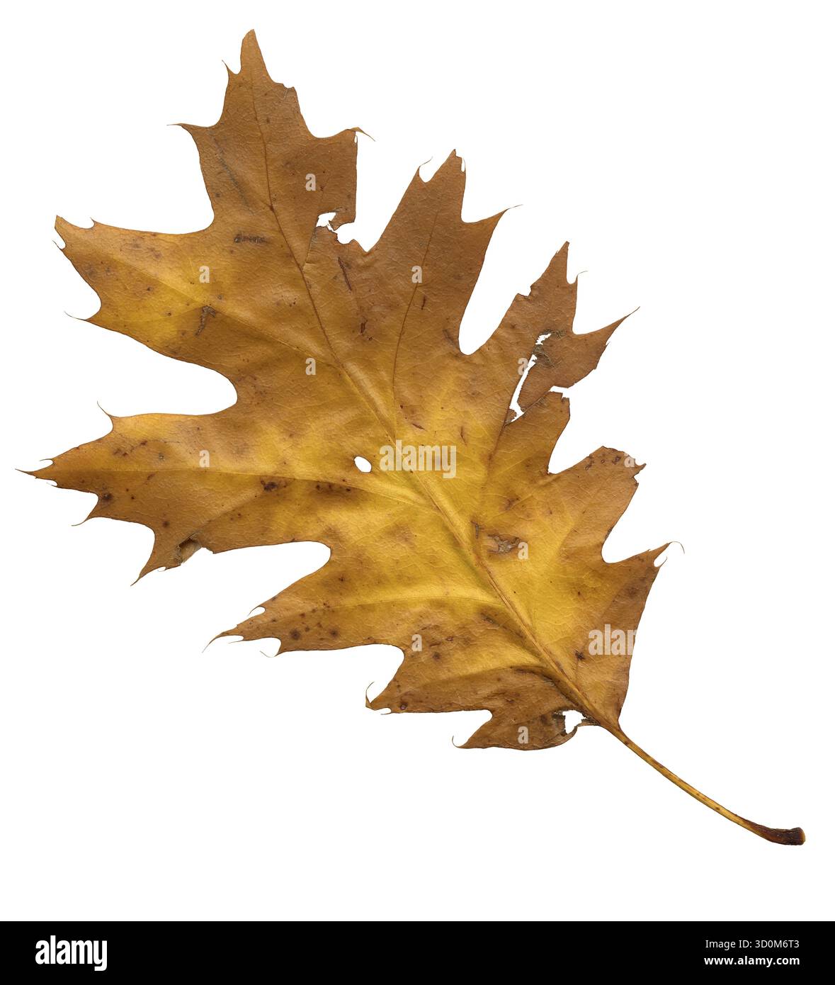 High resolution leaf Cut Out Stock Images & Pictures - Alamy