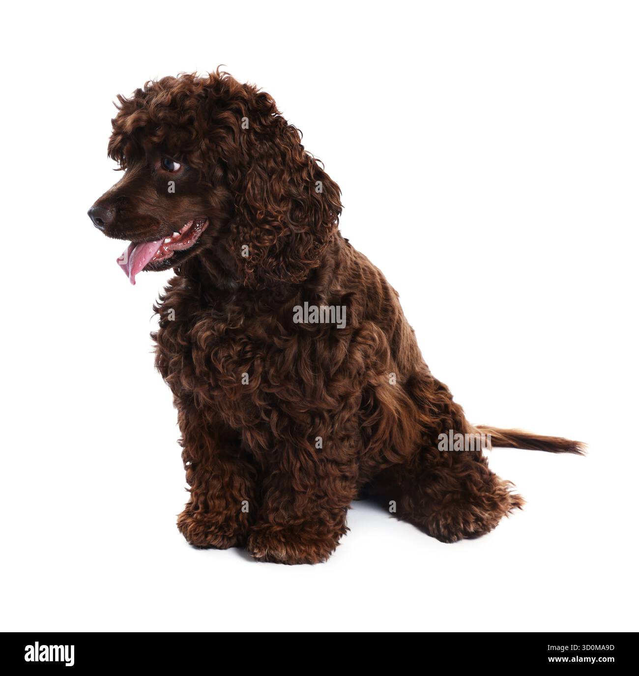 Cute Cocker Spaniel dog on white background Stock Photo - Alamy