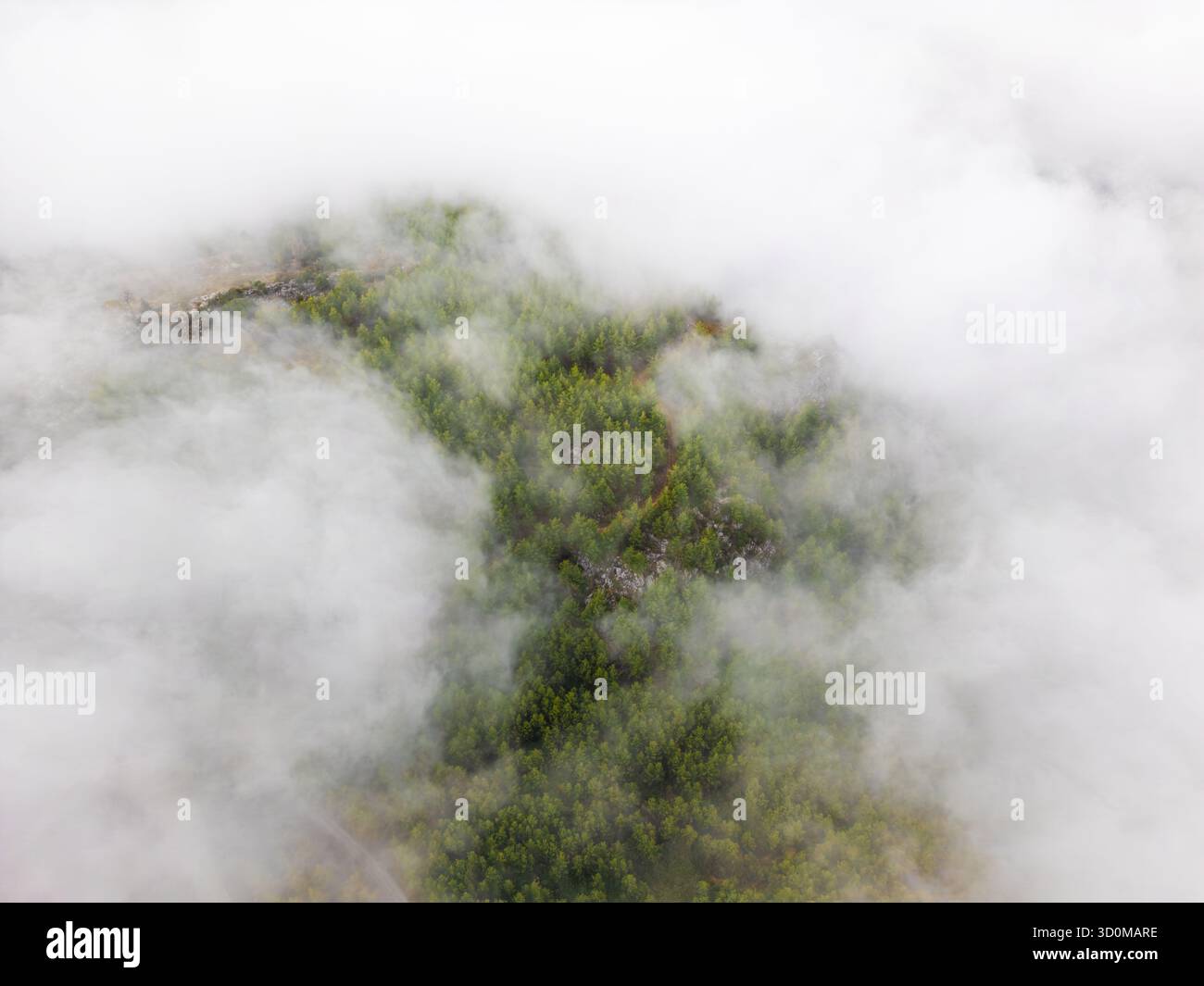 Aerial view of a dense forest covered in white fog Stock Photo - Alamy