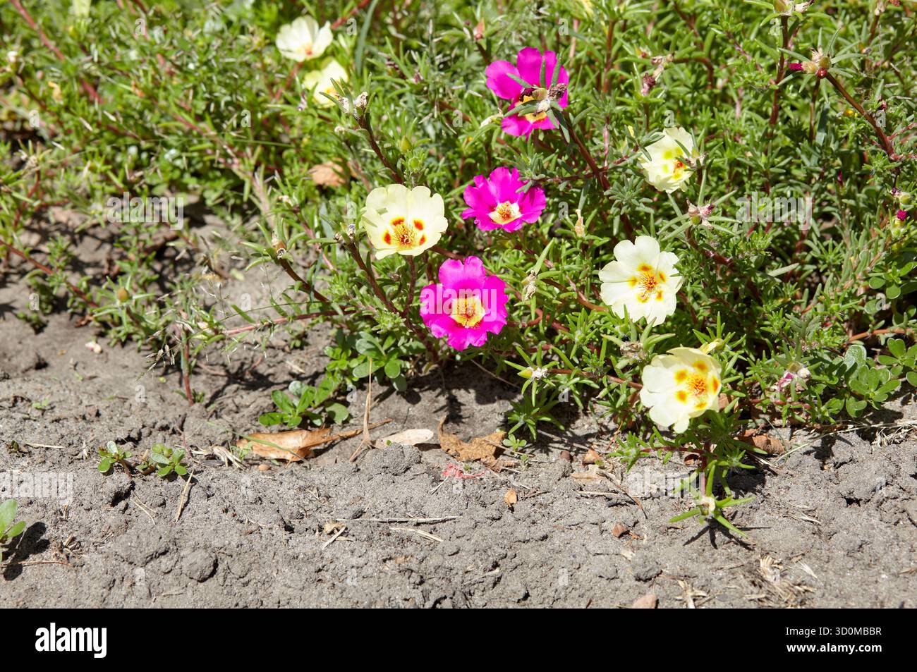 Flowers Portulaca grandiflora in the city park. Beautiful summer ...