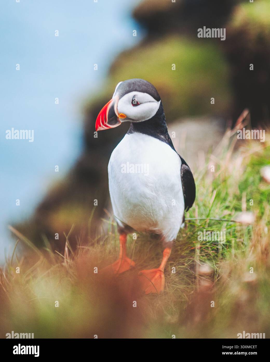 View of a puffin with its vibrant beak and orange feet stands amidst ...