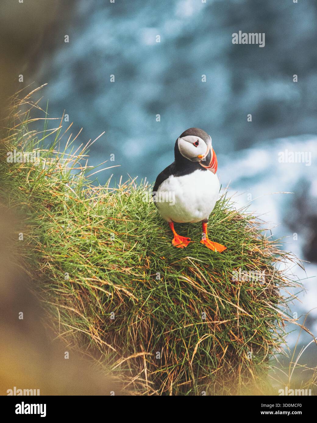 View of an Atlantic Puffin perched atop a vibrant green grassy mound ...
