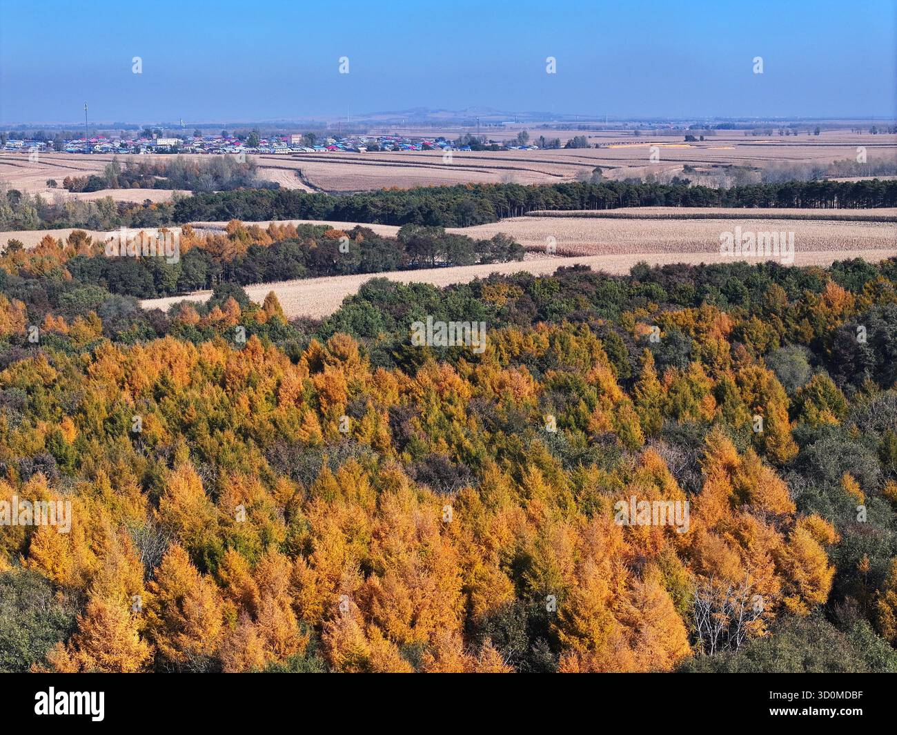 Aerial photo shows the autumn scenery in the field in Harbin City ...