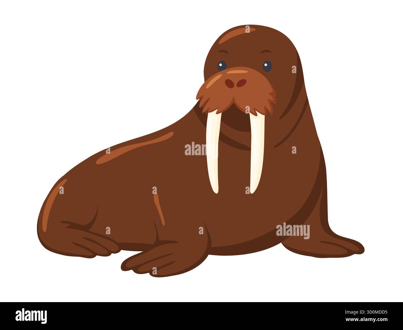 Friendly large walrus with long white tusks and thick whiskers in a ...