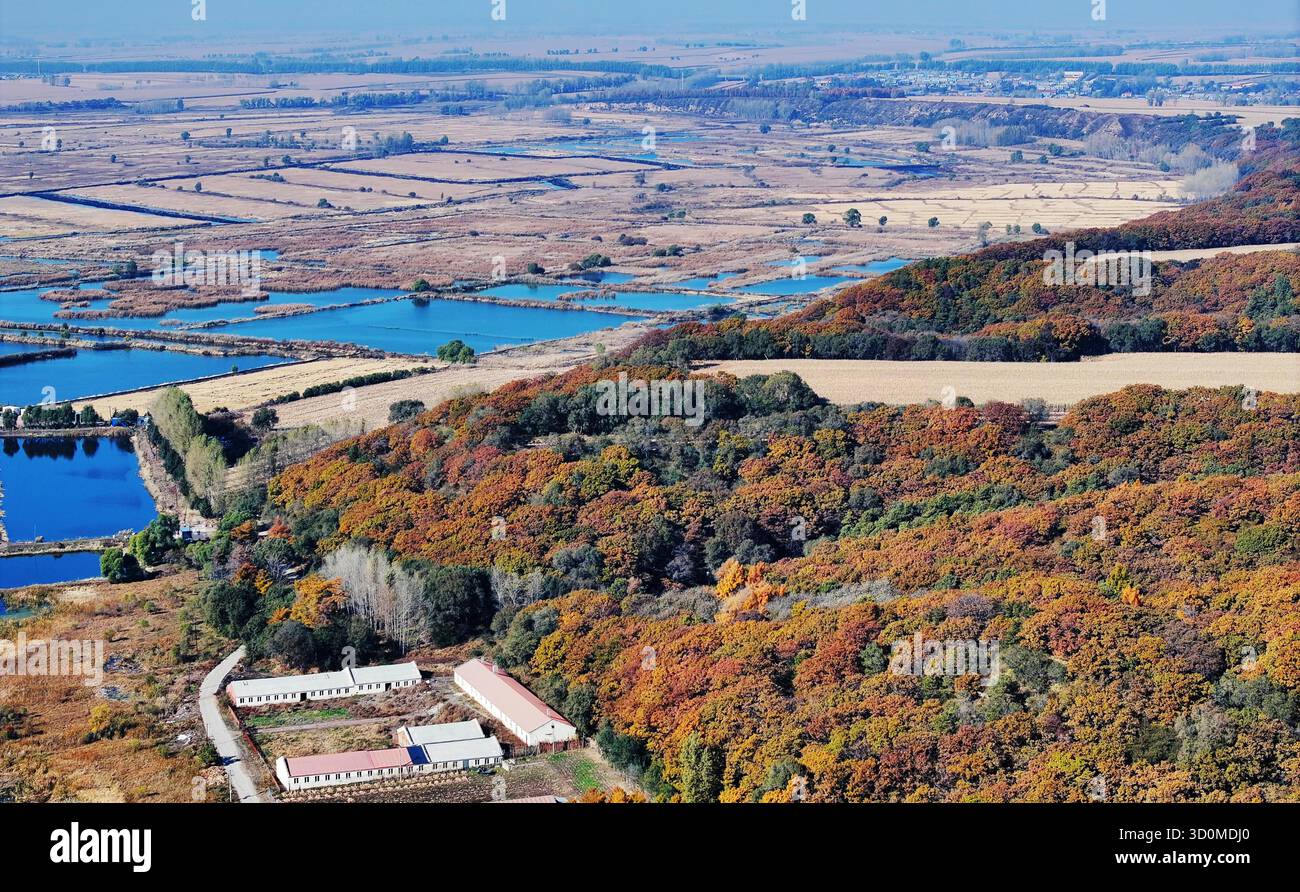 Aerial photo shows the autumn scenery in the field in Harbin City ...