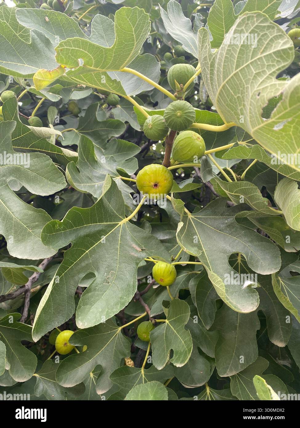 Fig tree (Ficus carica) with broad, lobed leaves and immature green ...
