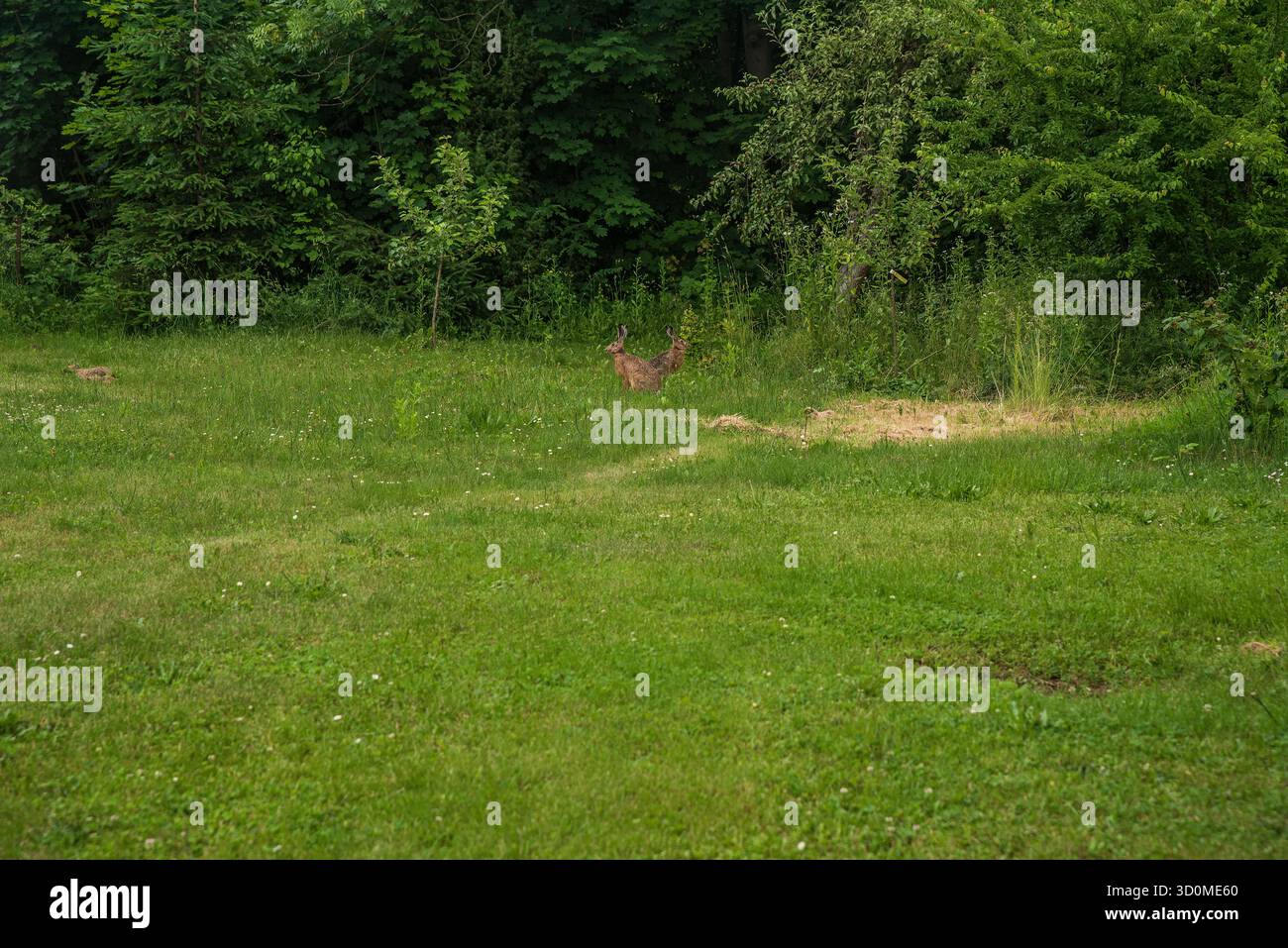 Two young european hares on city garden with longer grass Stock Photo ...