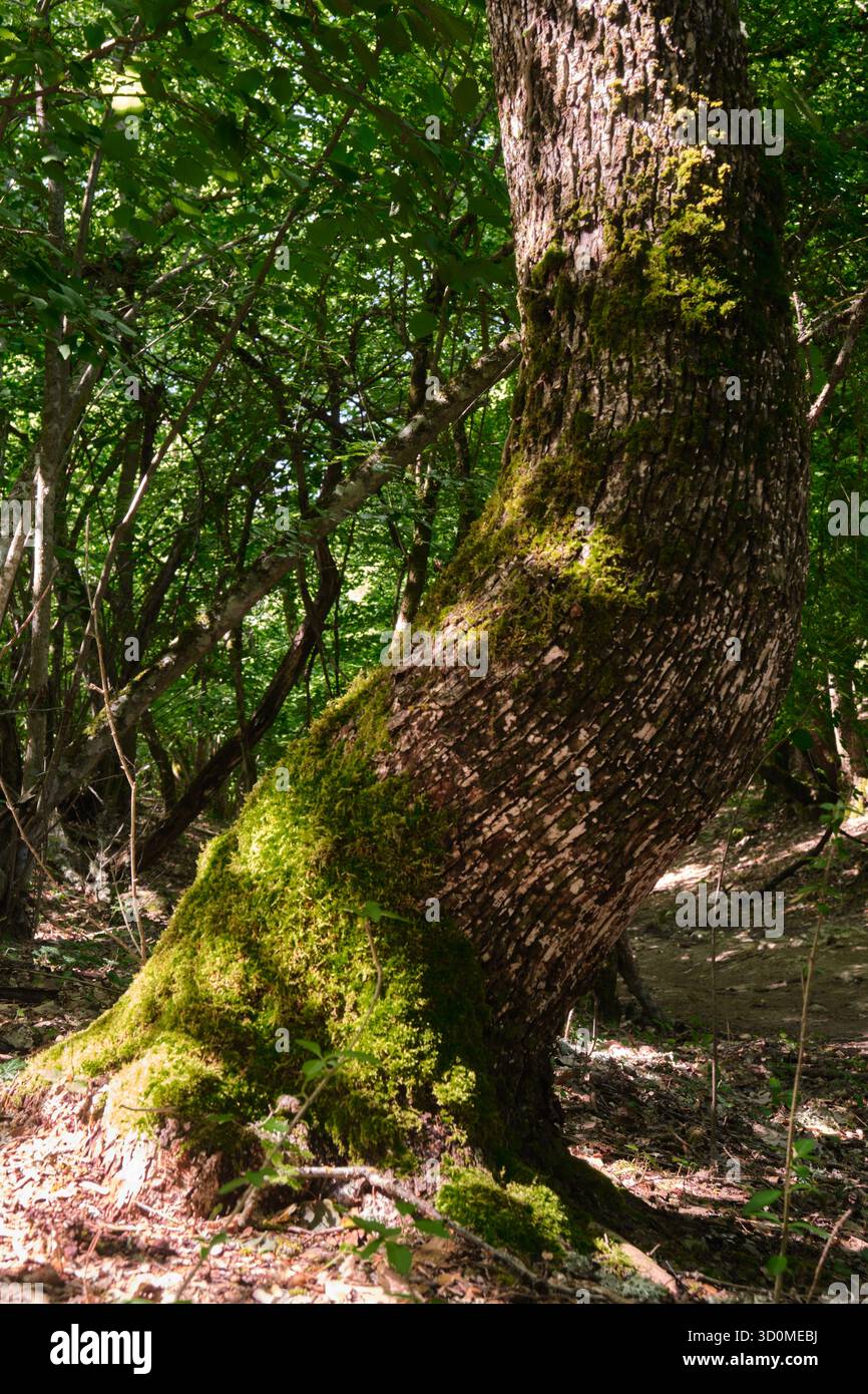 Crown tree wrapped in hi-res stock photography and images - Alamy