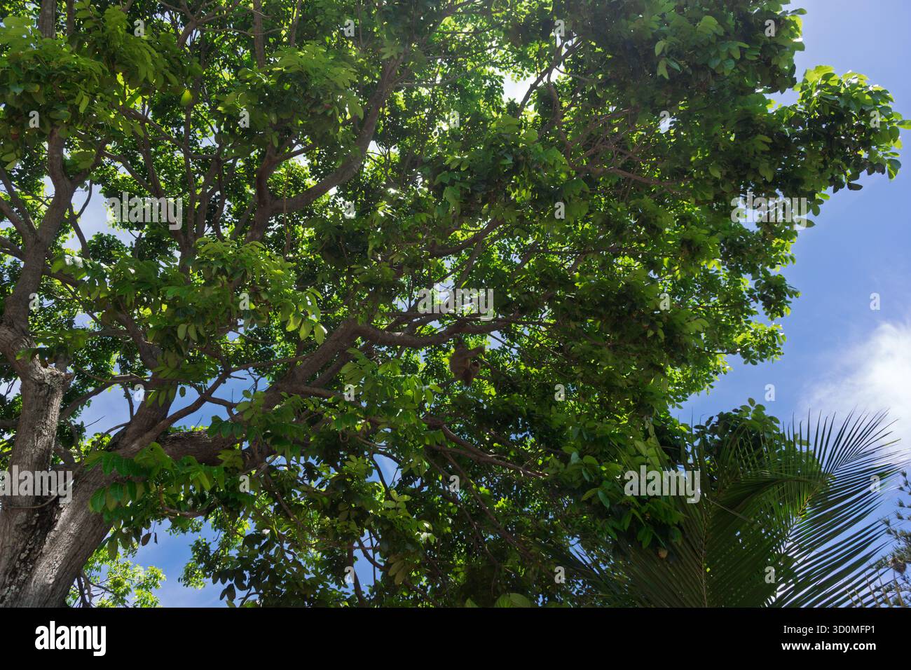 Sloth in jungles panama hi-res stock photography and images - Alamy