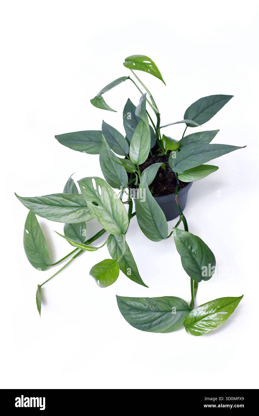 Beautiful exotic 'Epipremnum Pinnatum Cebu Blue' houseplant with silver ...