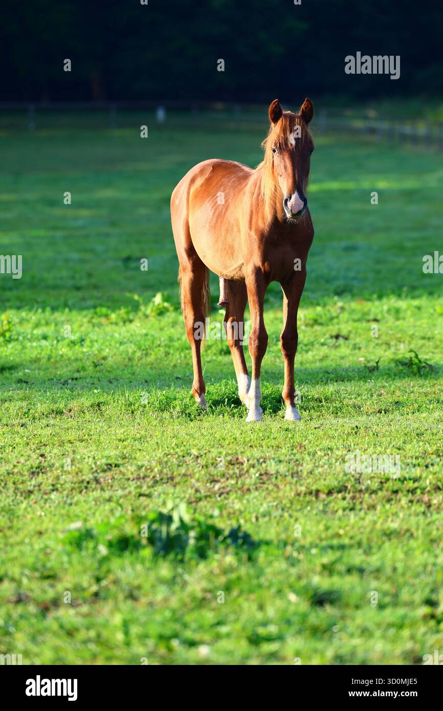 Beautiful chestnut stallion standing hi-res stock photography and ...
