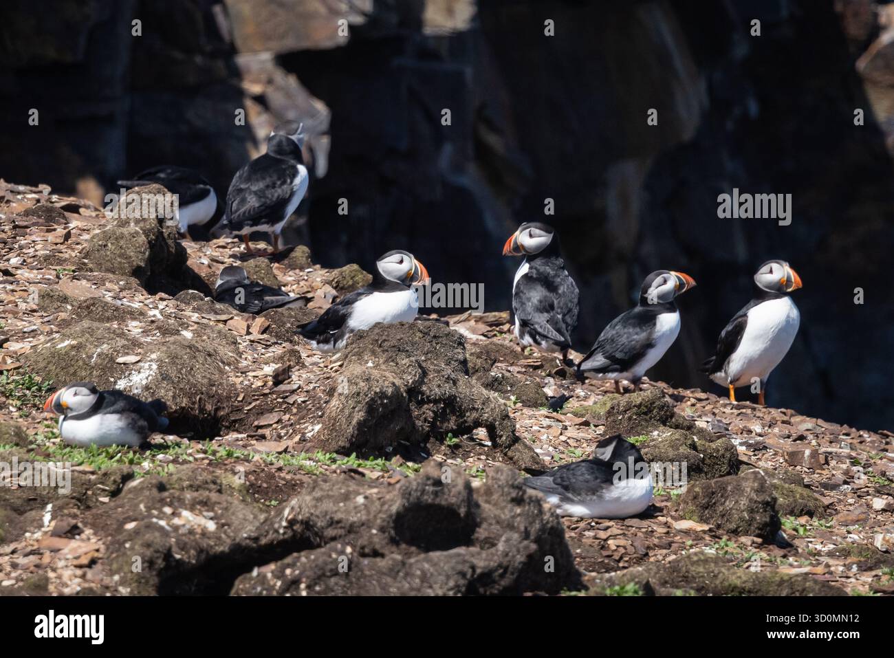 Group puffins on cliff hi-res stock photography and images - Alamy