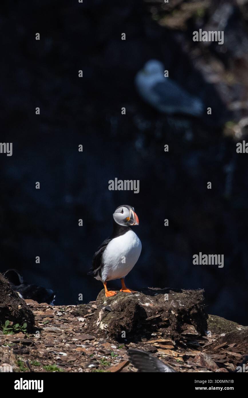 Puffin Standing on a Rocky Cliff Edge Stock Photo - Alamy