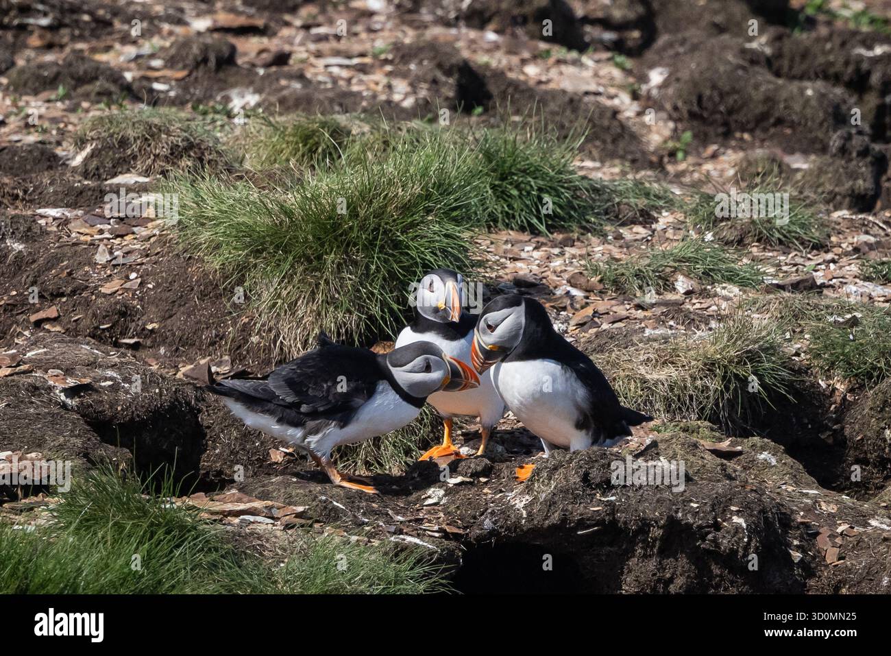 Three atlantic puffins on hi-res stock photography and images - Alamy