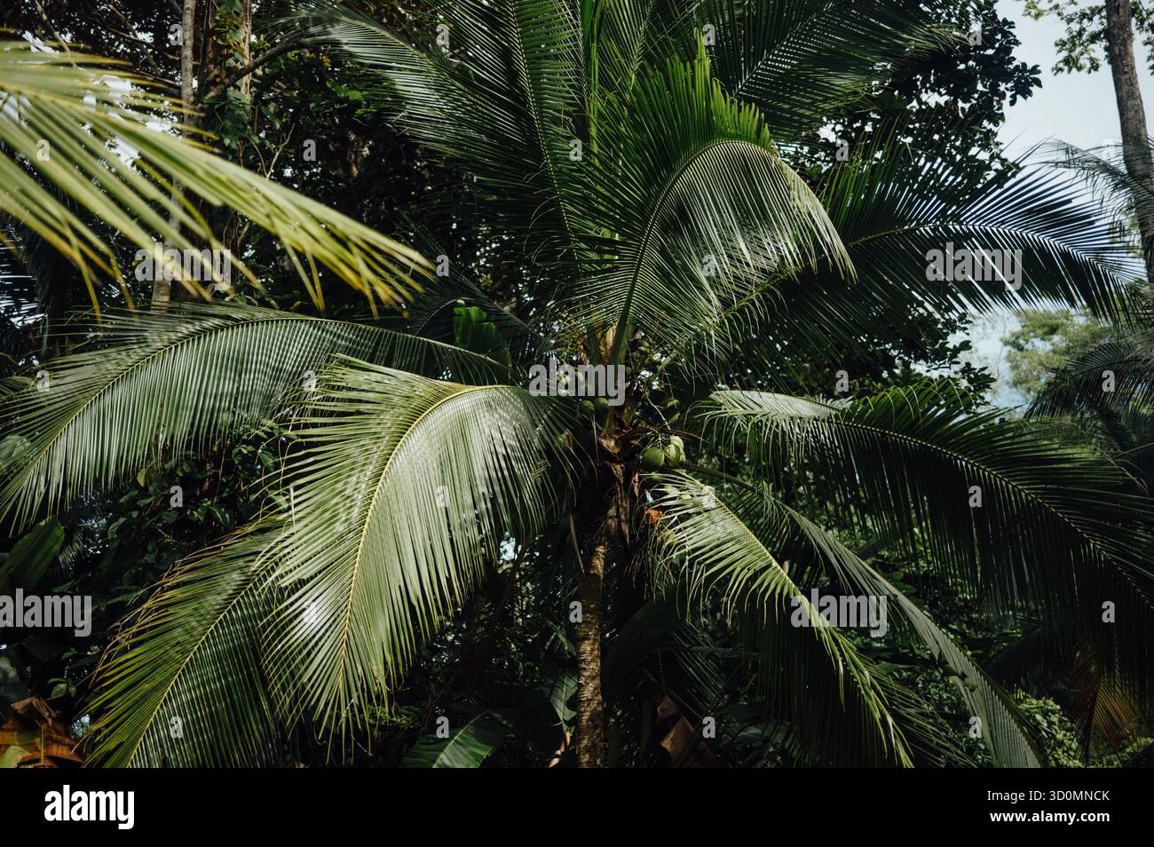 Coconut Palm Tree in Tropical Rainforest, Cahuita, Costa Rica Stock ...