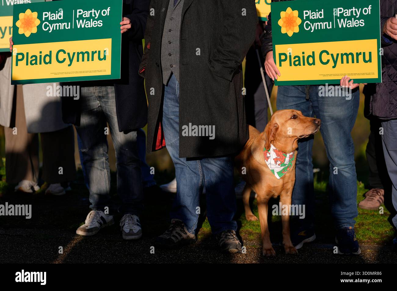 Labrador Haf wears a Welsh flag bandana during a rally for Plaid Cymru ...