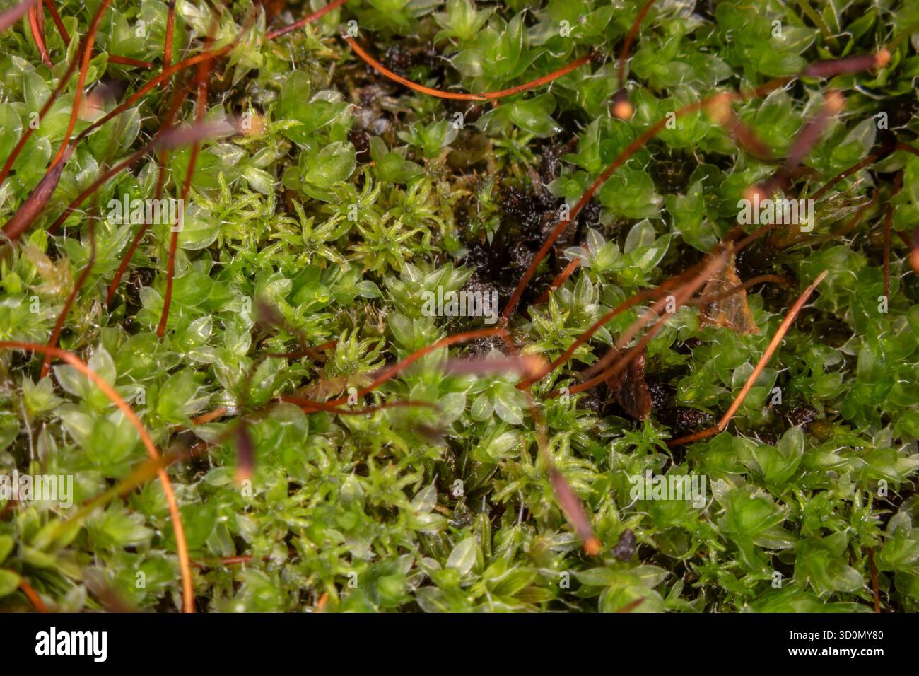 Evergreen star moss covers the moist forest floor and forms small ...