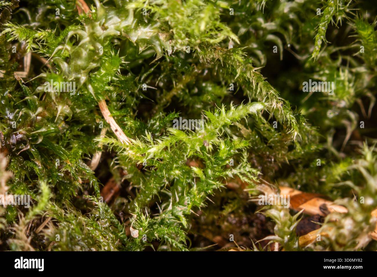 Evergreen star moss covers the moist forest floor and forms small ...
