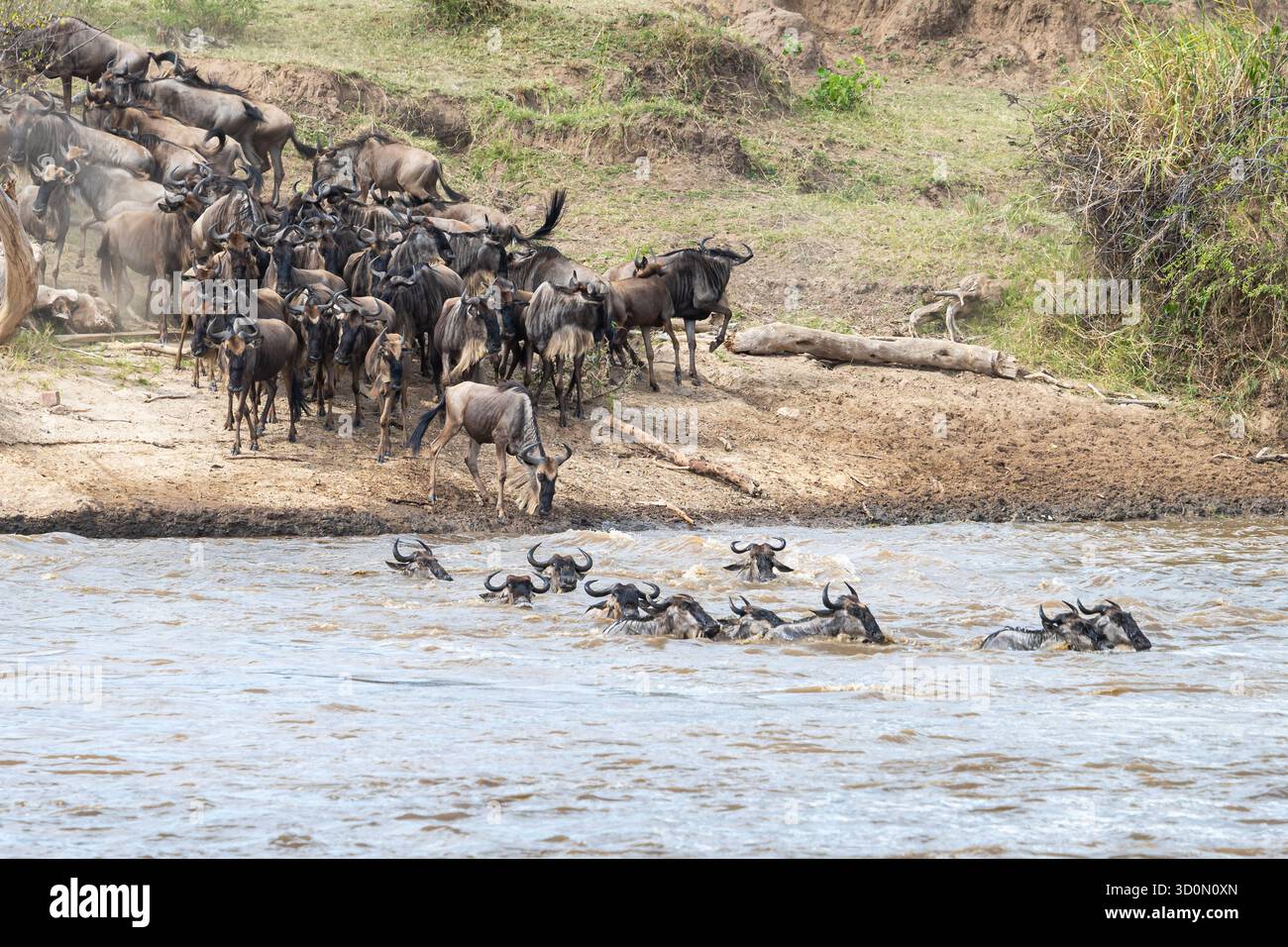 View of wildebeest crossing the Mara River, their dark forms stark ...